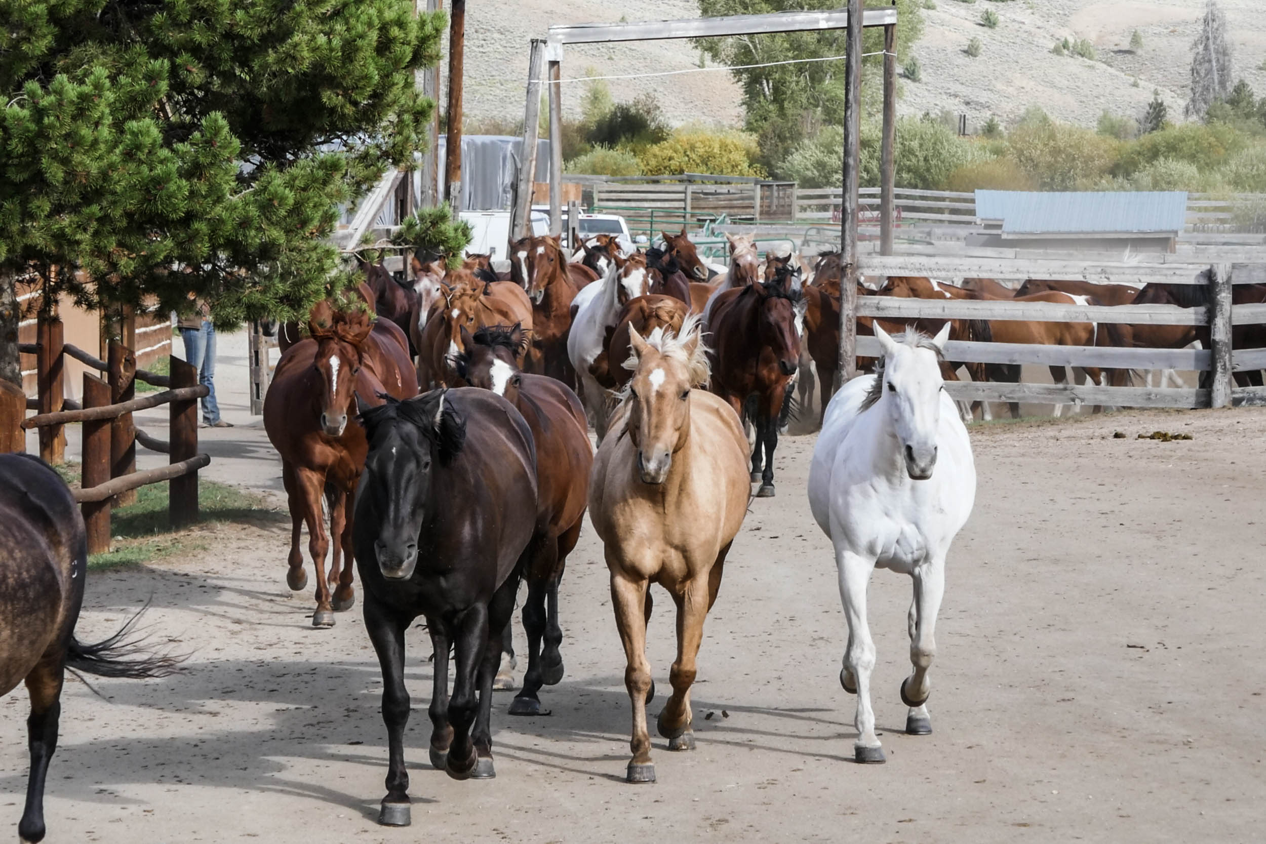 p1000309 – Rodeo Adventure Labs, LLC