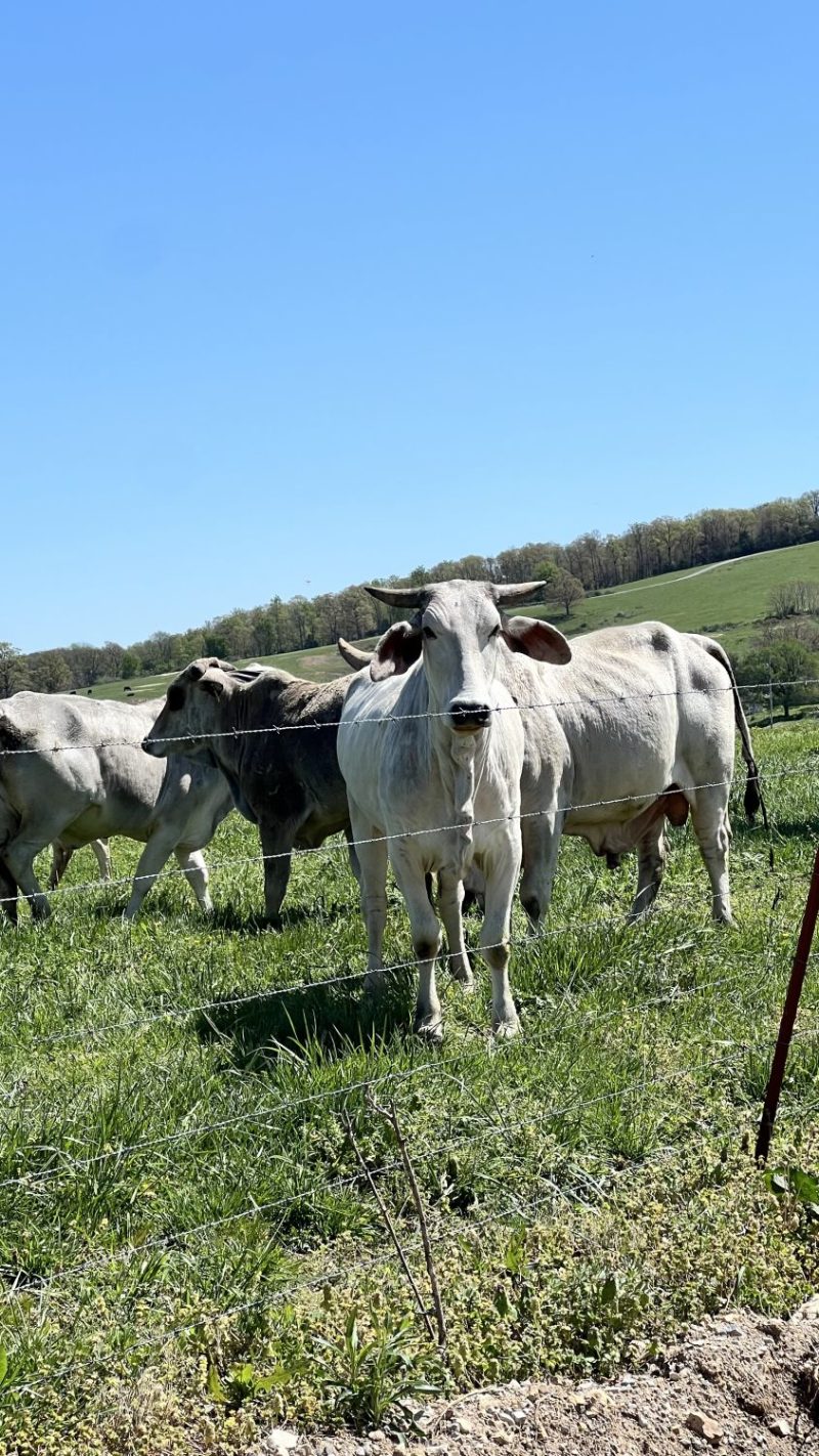 The Rodeo Labs Journal | Rodeo Adventure Labs